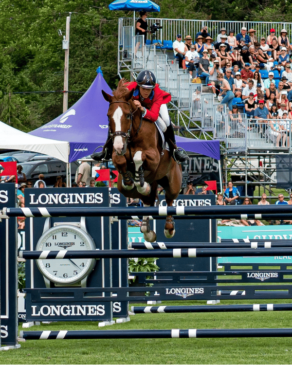 Horses - Team McAllister - Horses for Sale, Full Service Training