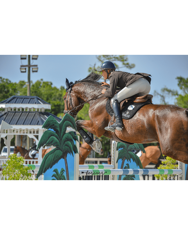 Horses - Team McAllister - Horses for Sale, Full Service Training